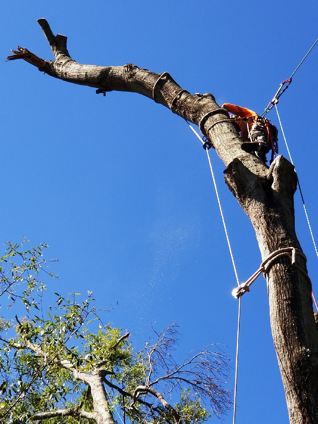 Gallery - Tree Sharks, LLC -Tree Service Company