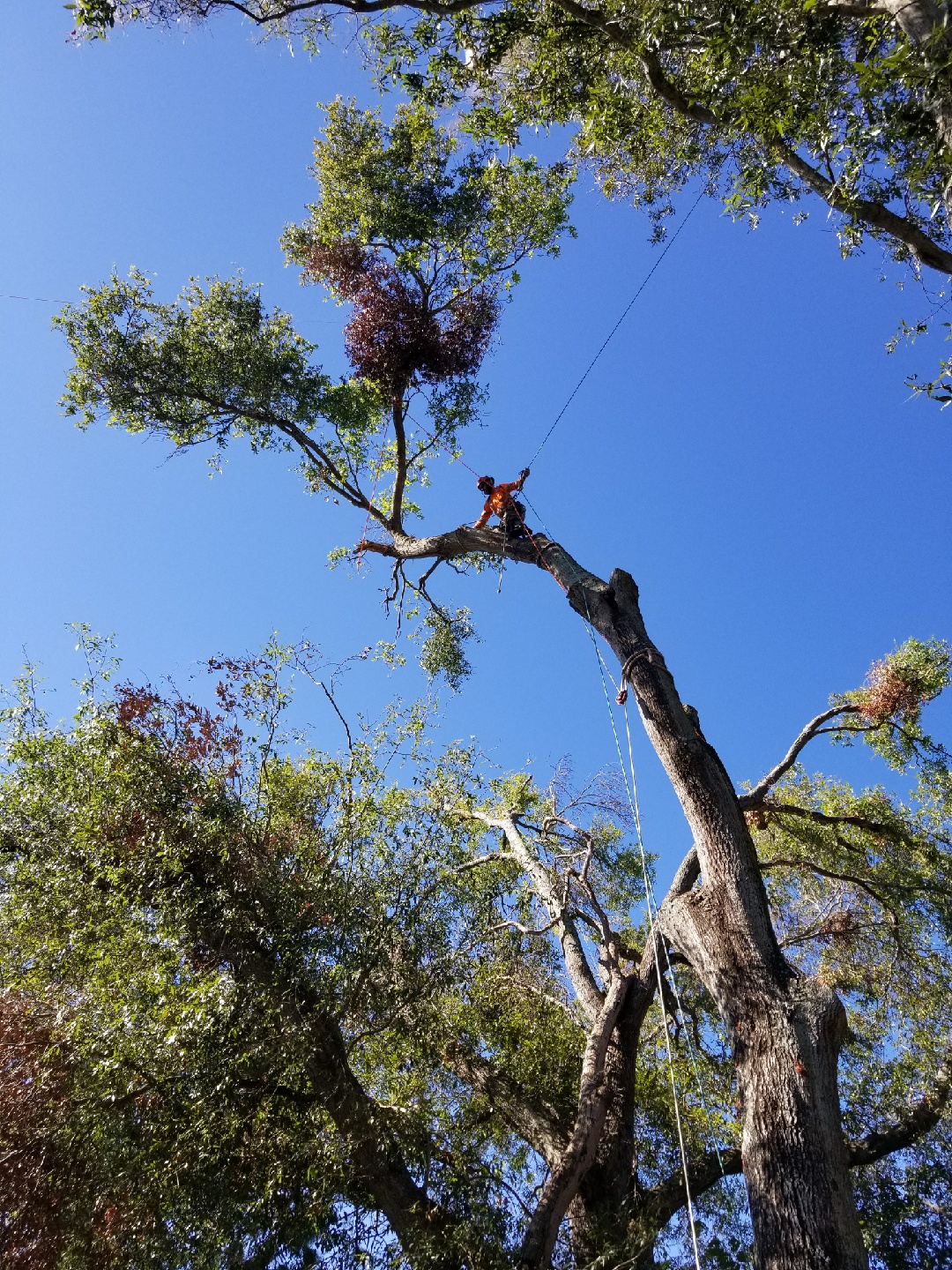 Gallery - Tree Sharks, LLC -Tree Service Company