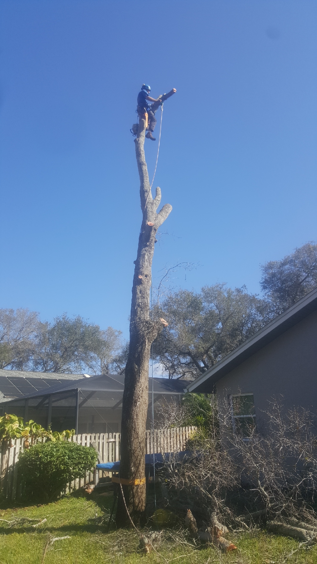 Gallery - Tree Sharks, LLC -Tree Service Company